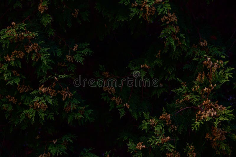 Northern-white Cedar (Thuja Occidentalis) with a Bunch of Coniferous ...