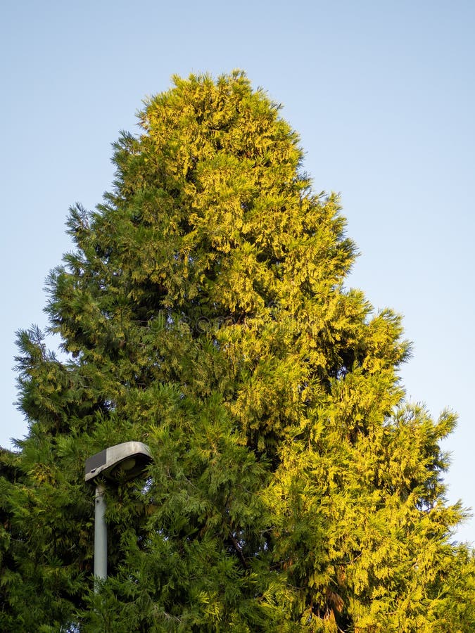 Northern White Cedar Tree with Street Light Post in Its Canopy Stock ...