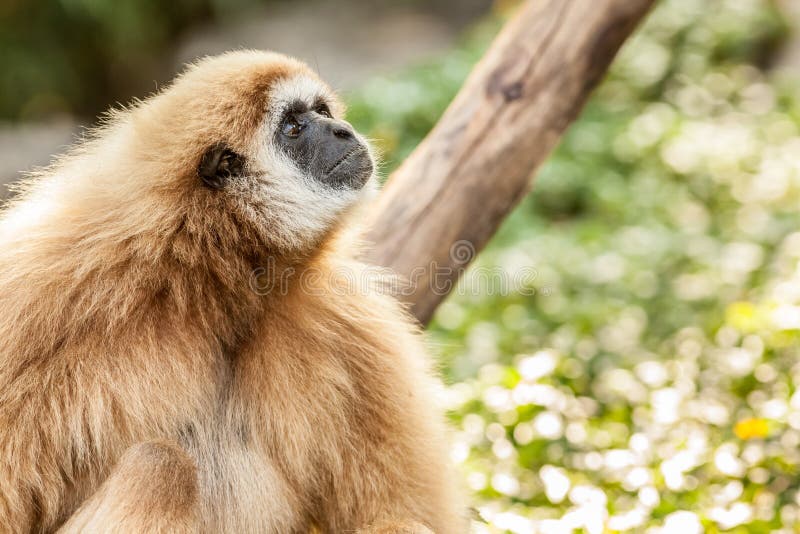 Northern White Cheeked Gibbon Stock Image - Image of animal, face: 62663347