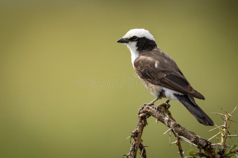 Northern White-crowned Shrike on Branch Facing Left Stock Photo - Image ...