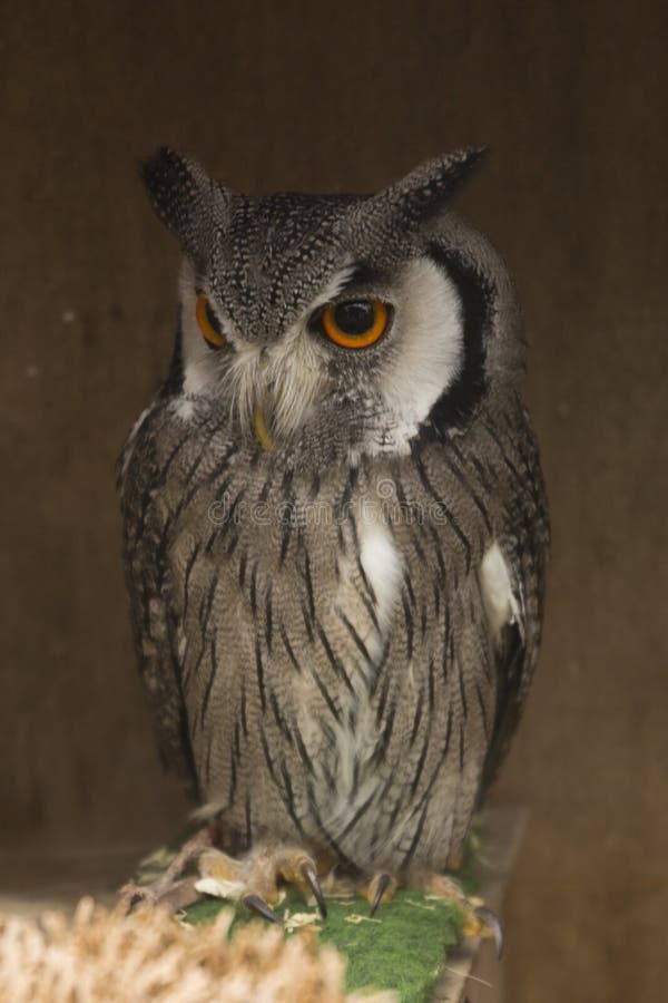 The Northern White-faced Owl Ptilopsis Leucotis. Stock Image - Image of ...