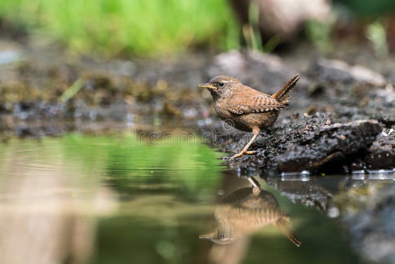 Northern Wren stock photo. Image of birds, trunk, landscape - 190727142