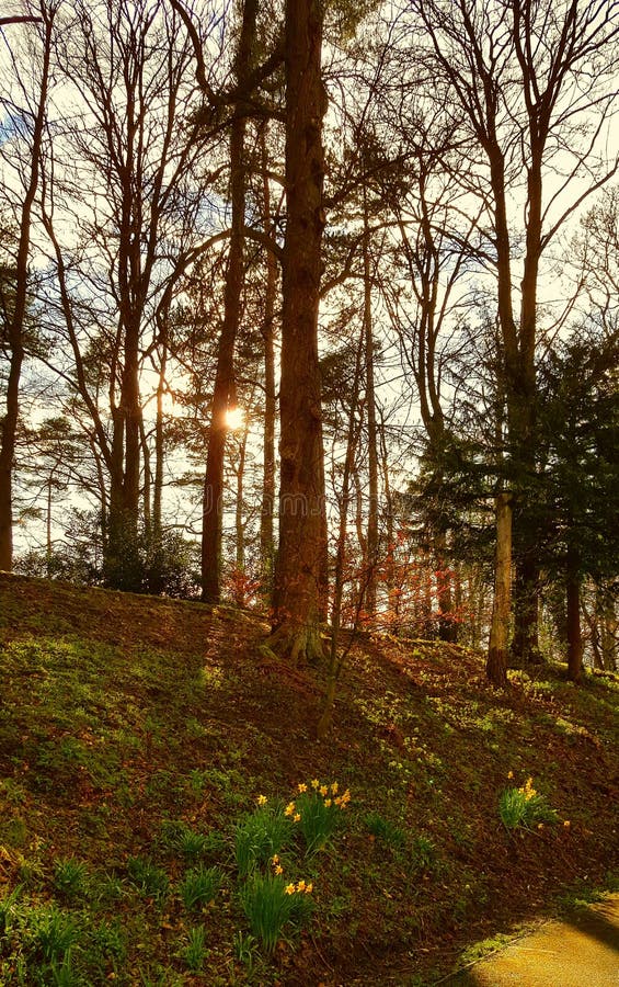Northumberland in Springtime Stock Photo - Image of foliage ...
