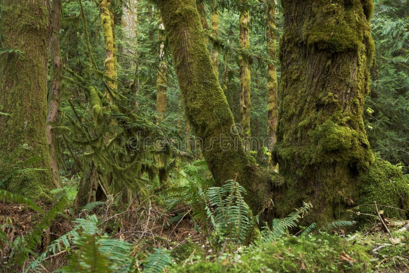 Northwest Rainforest stock image. Image of genus, trees - 28941093