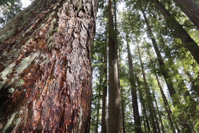 Northwest trees stock photo. Image of wood, national - 91437704