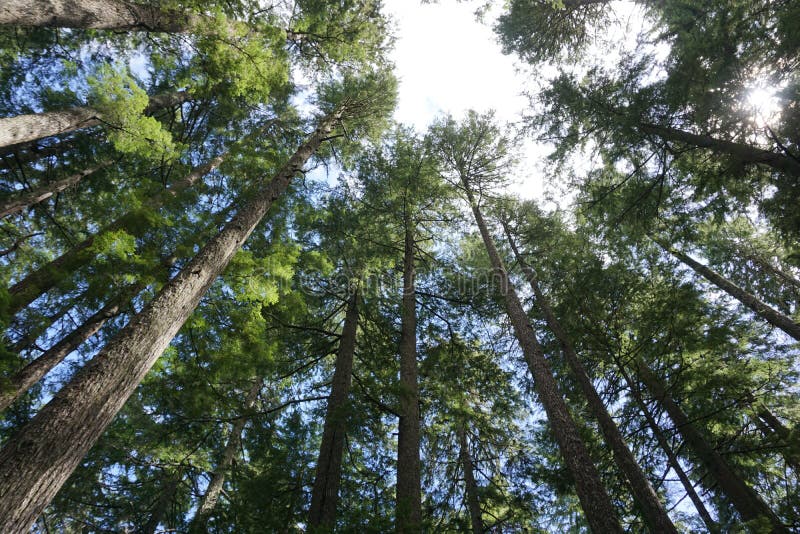 Northwest trees stock photo. Image of olympic, adventure - 91437464