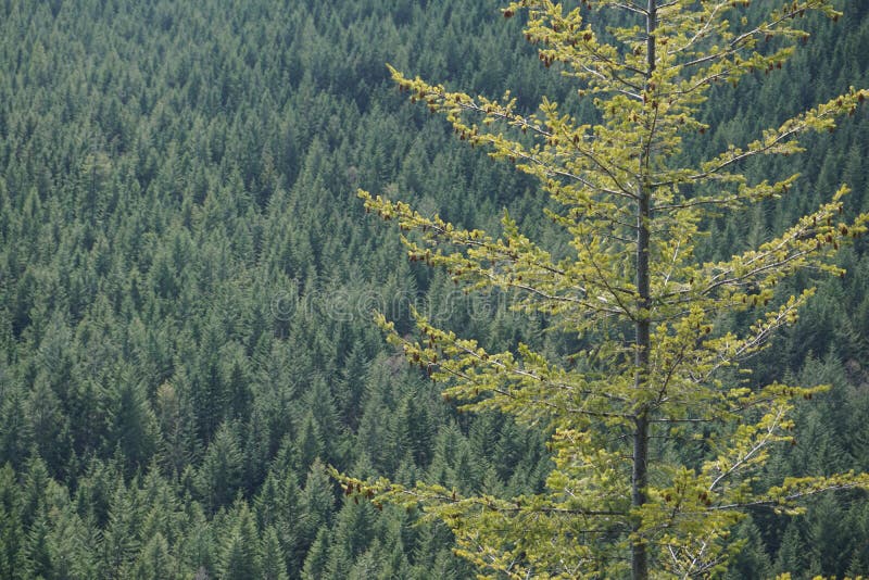 Northwest trees stock photo. Image of wood, national - 91437704