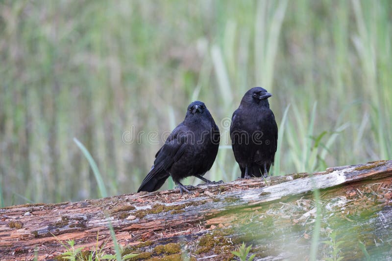 Northwestern crow stock photo. Image of vancouver, avian - 121248854