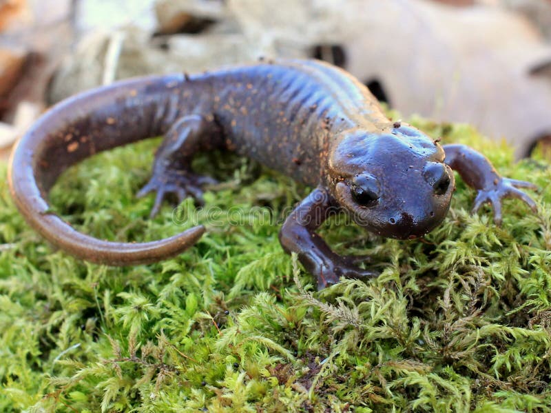 Northwestern Salamander stock image. Image of gracile - 53044295