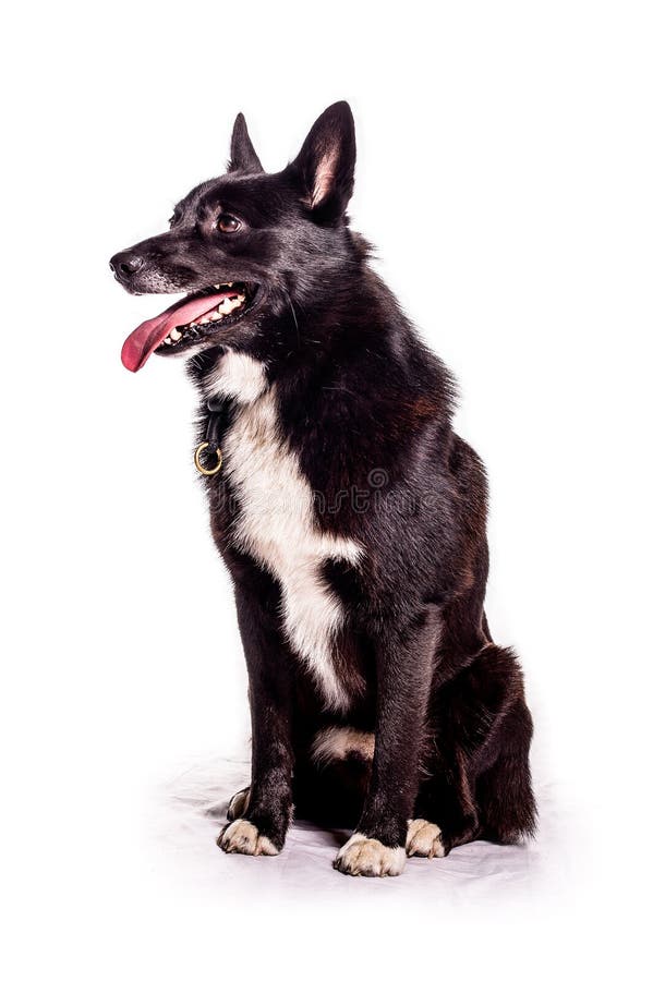 Mix Di Buhund Norvegese