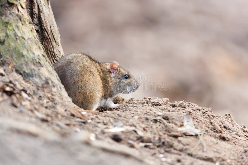 Norvegicus Do Rattus, Rato De Brown Foto de Stock - Imagem de roedor ...