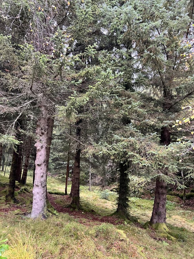 Beautiful Trees of the Forest on Mount Floyen in Bergen, Norway Stock ...