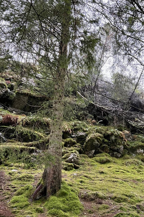 Beautiful Trees of the Forest on Mount Floyen in Bergen, Norway Stock ...