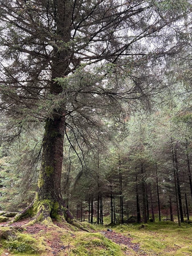 Beautiful Trees of the Forest on Mount Floyen in Bergen, Norway Stock ...
