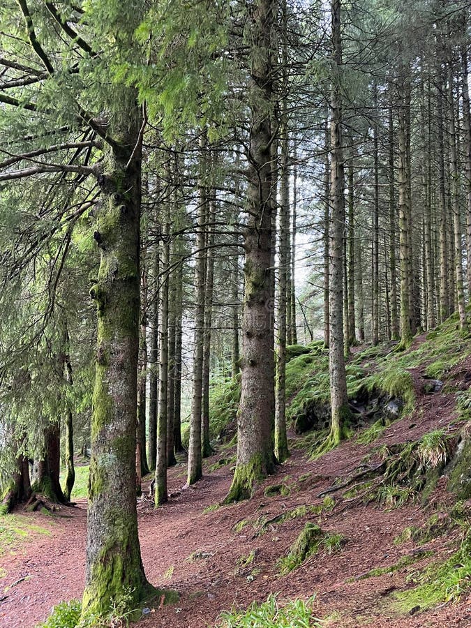 Beautiful Trees of the Forest on Mount Floyen in Bergen, Norway Stock ...
