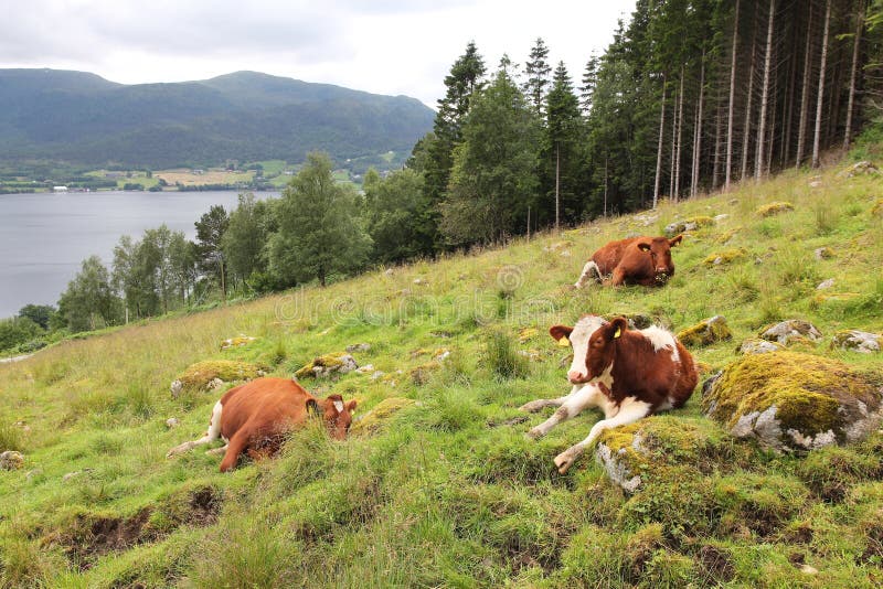 Norway cattle stock photo. Image of cattle, hill, spotted - 152947190