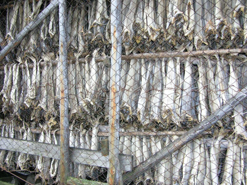 Norway, Dried Fish Lutefisk Stock Image - Image of lutefisk, typical ...