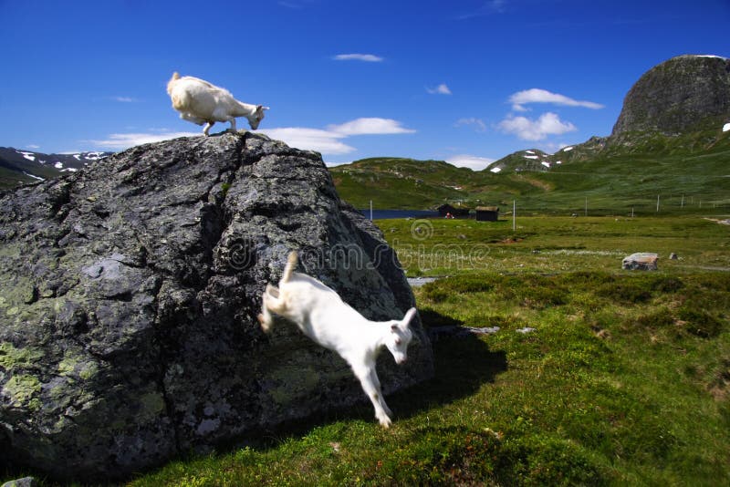 Norway - Goats stock image. Image of background, farming - 6919901