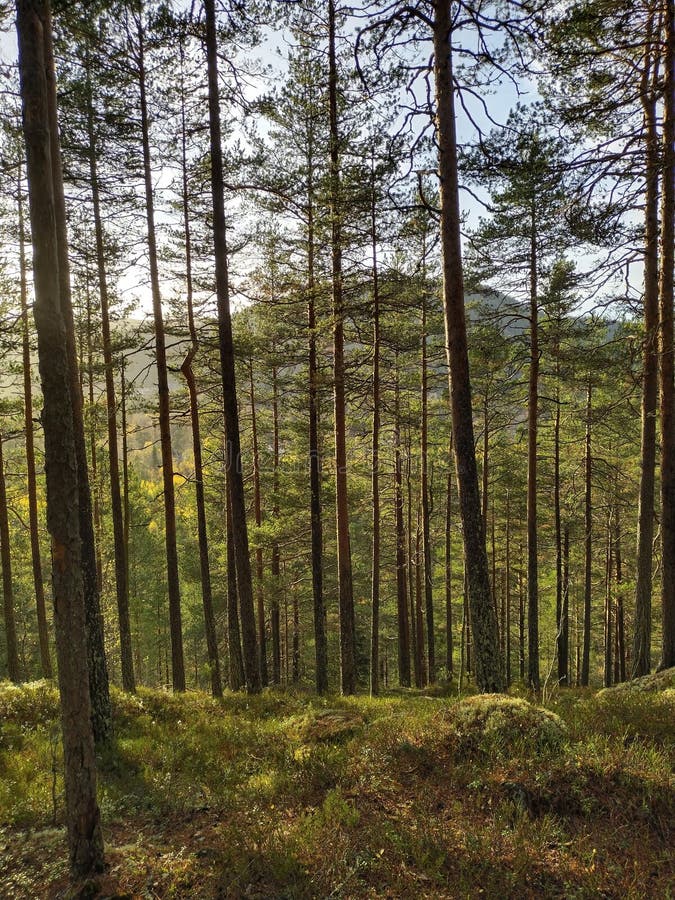 Norway Green Forest Trees Autumn Walk Stock Image - Image of forest ...
