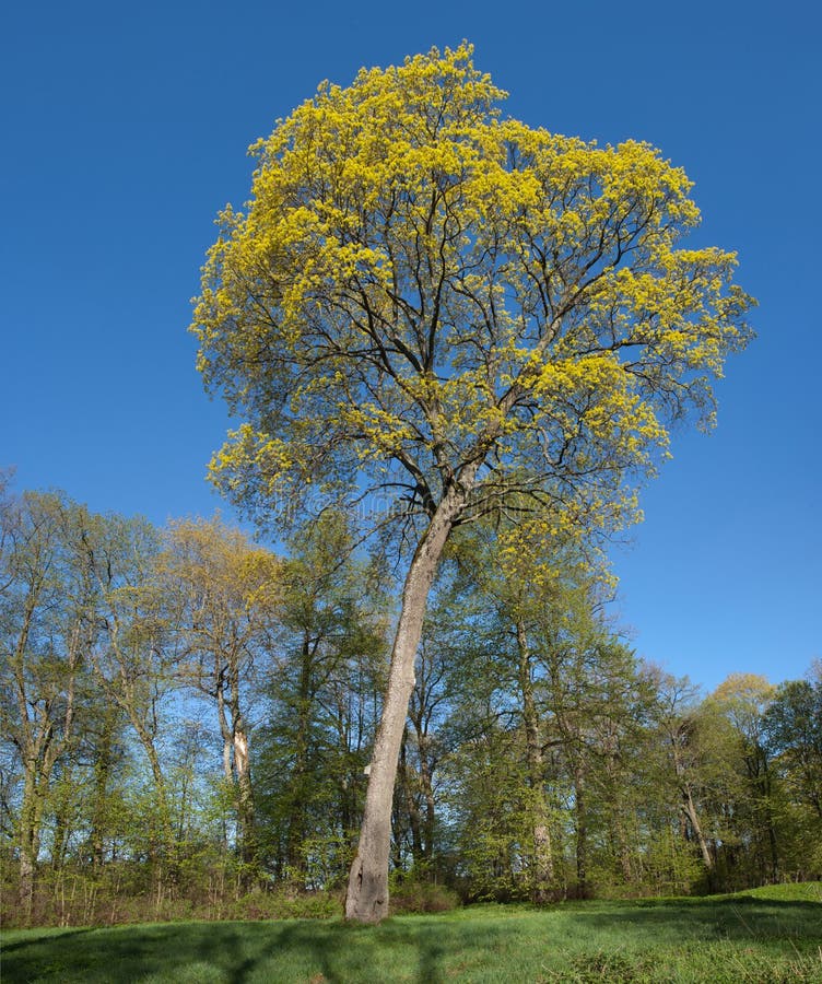Acer Platanoides Deborah in a Park Stock Photo - Image of maple, spring ...