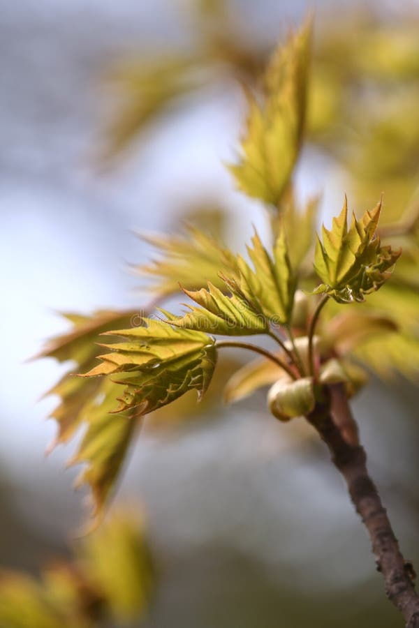 Norway Maple (Acer Platanoides) Against Blue Sky, Backlite, Spring ...
