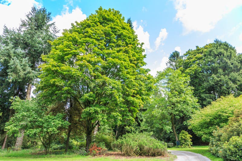 Harlequin Norway Maple, Acer Platanoides Drummondii Stock Image - Image ...