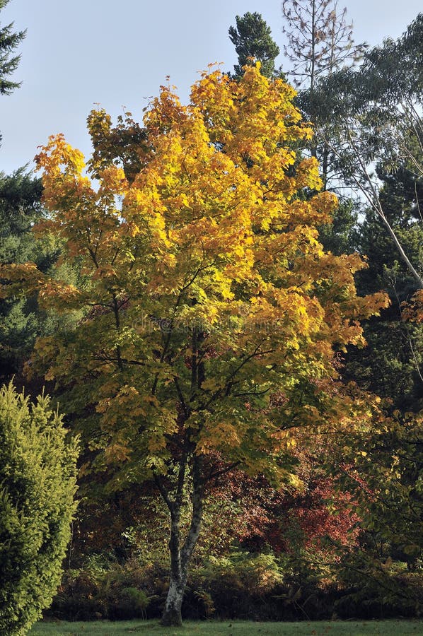 Norway Maple Flower - Acer Platanoides Stock Photo - Image of flora ...