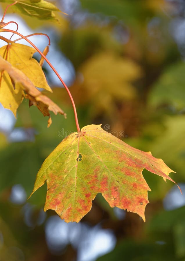 Norway Maple Flower - Acer Platanoides Stock Photo - Image of flora ...