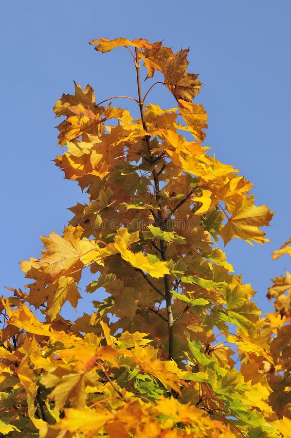 Norway Maple Flower - Acer Platanoides Stock Photo - Image of flora ...