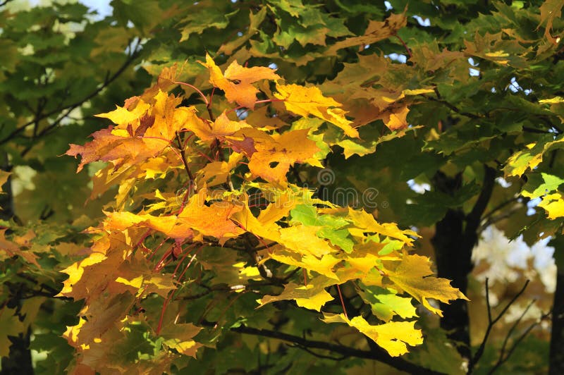 Norway Maple stock photo. Image of norway, colors, forest - 185873430