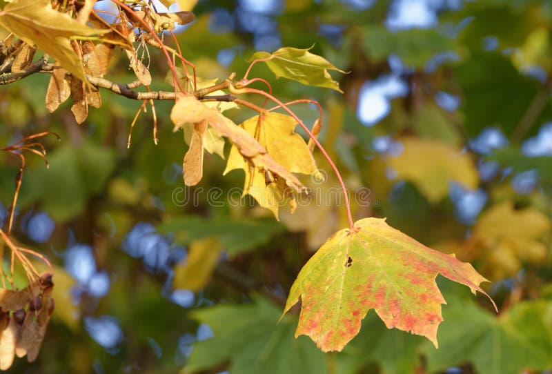 Norway Maple Flower - Acer Platanoides Stock Photo - Image of flora ...