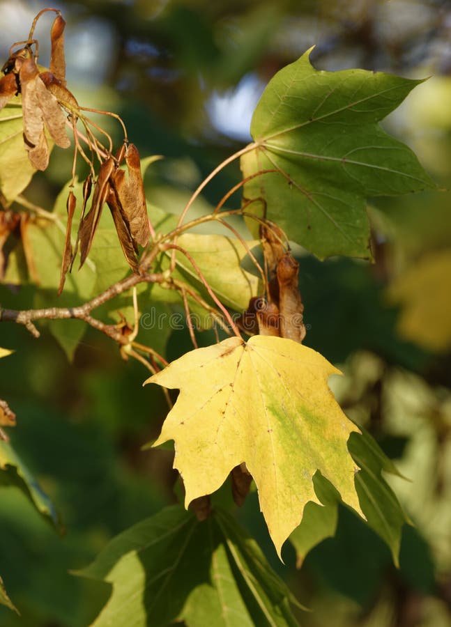 Norway Maple Flower - Acer Platanoides Stock Photo - Image of flora ...