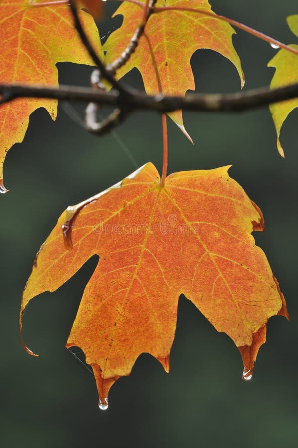 Norway Maple Flower - Acer Platanoides Stock Photo - Image of flora ...