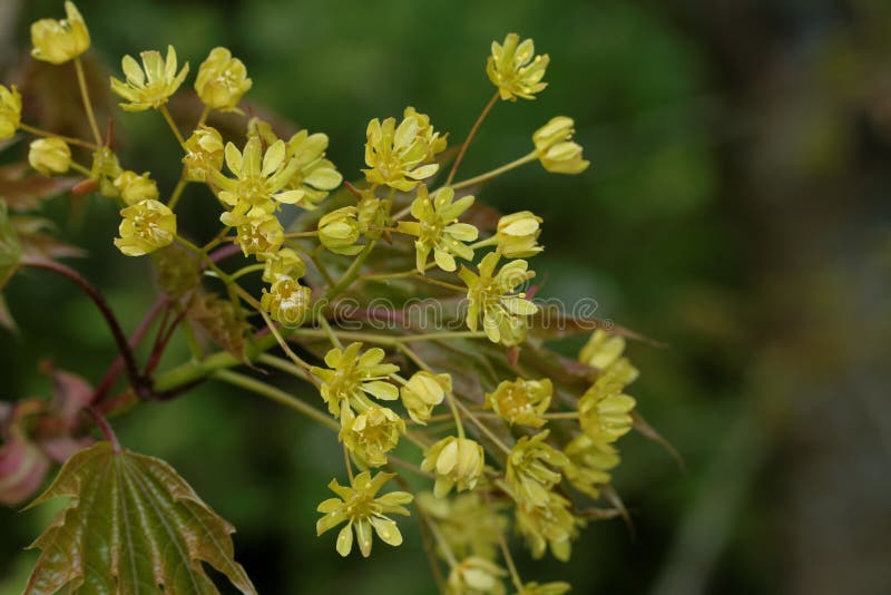 Norway maple stock image. Image of flower, nature, norway - 215505125