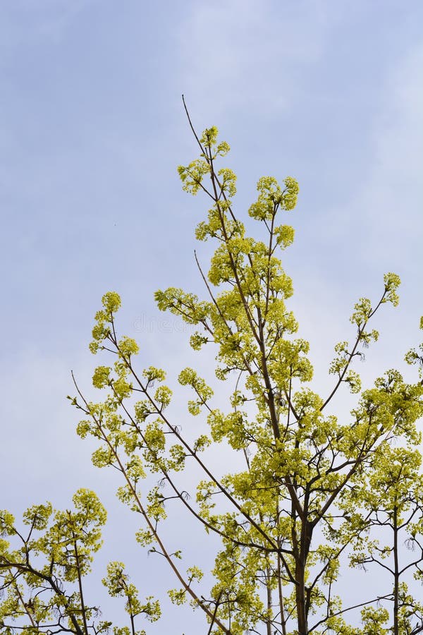 Norway maple stock photo. Image of nature, botany, acer - 273684686