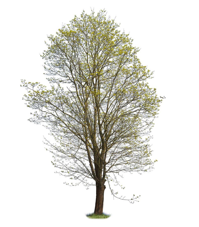 Norway Maple Cut-out, Spring Tree Isolated on White Background Stock ...