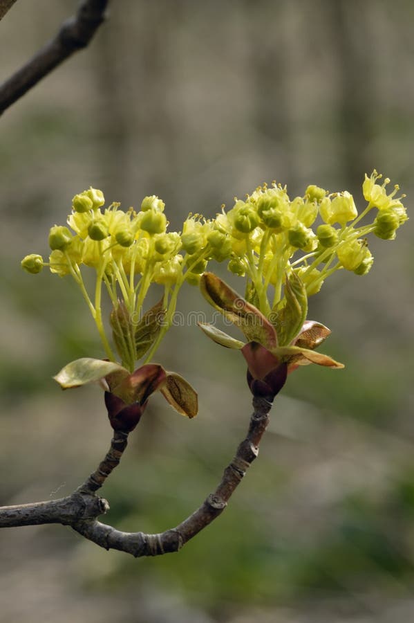 Norway Maple Flower - Acer Platanoides Stock Photo - Image of flora ...