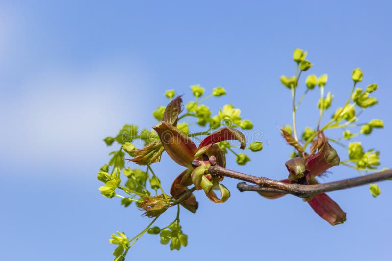 Norway Maple, Flowers, Acer Platanoides,. Maple Blossoms in Early ...