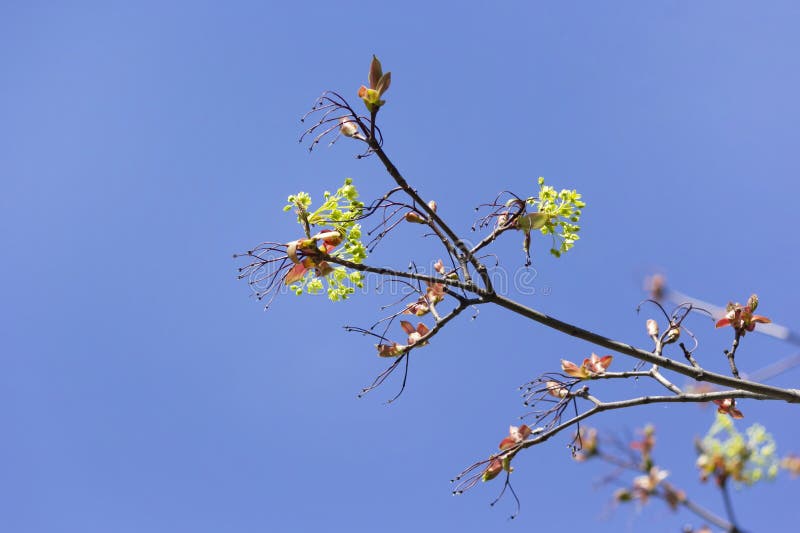 Norway Maple, Flowers, Acer Platanoides,. Maple Blossoms in Early ...