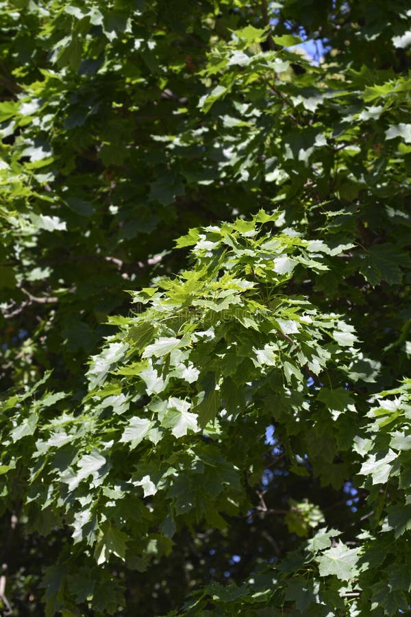 Norway maple stock image. Image of spring, green, norway - 220132657
