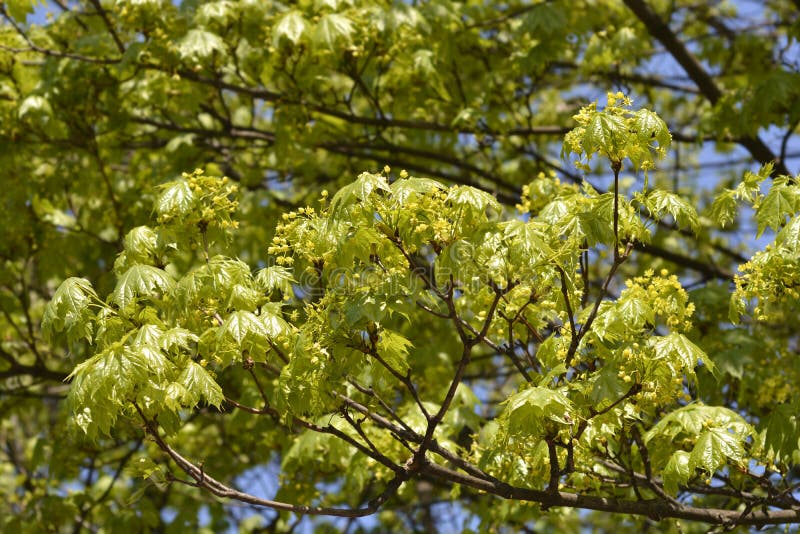 Norway maple stock image. Image of green, norway, tree - 263266211