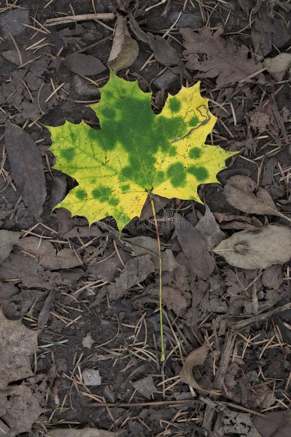 Norway Maple Leaf stock image. Image of botany, fall - 132554867