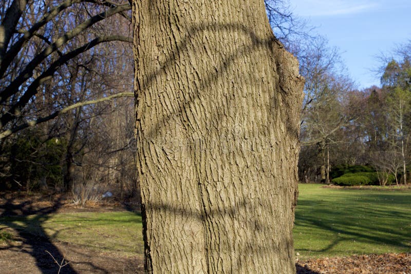 Norway Maple 839804 stock photo. Image of maple, tree - 171844538