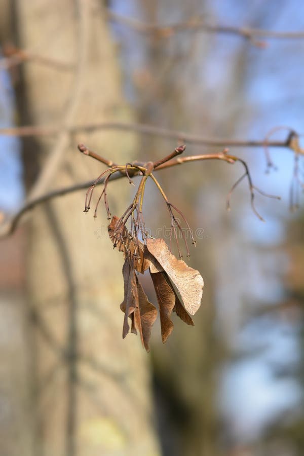 Norway maple stock image. Image of norway, plant, botany - 212046541