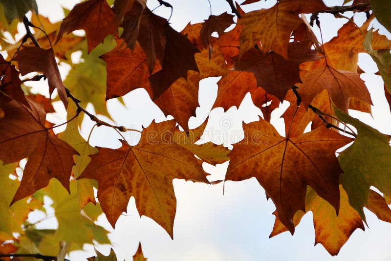 Norway maple tree stock photo. Image of acer, view, fall - 152181756