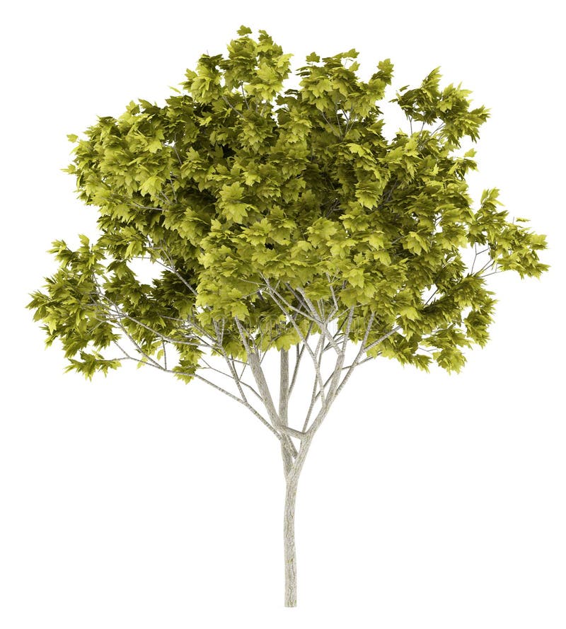 Norway Maple Tree Isolated on White Stock Illustration - Illustration ...