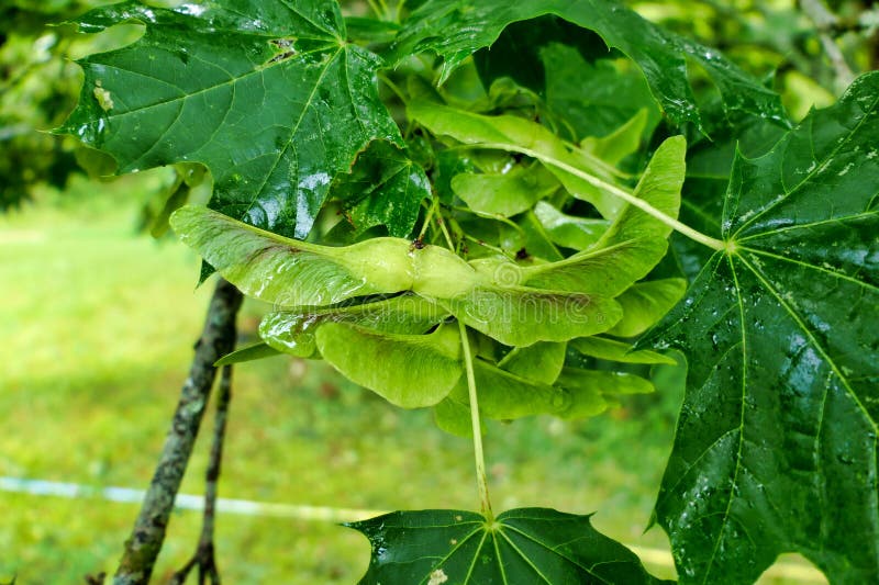 Norway Maple Tree stock image. Image of season, platanoides - 285521635