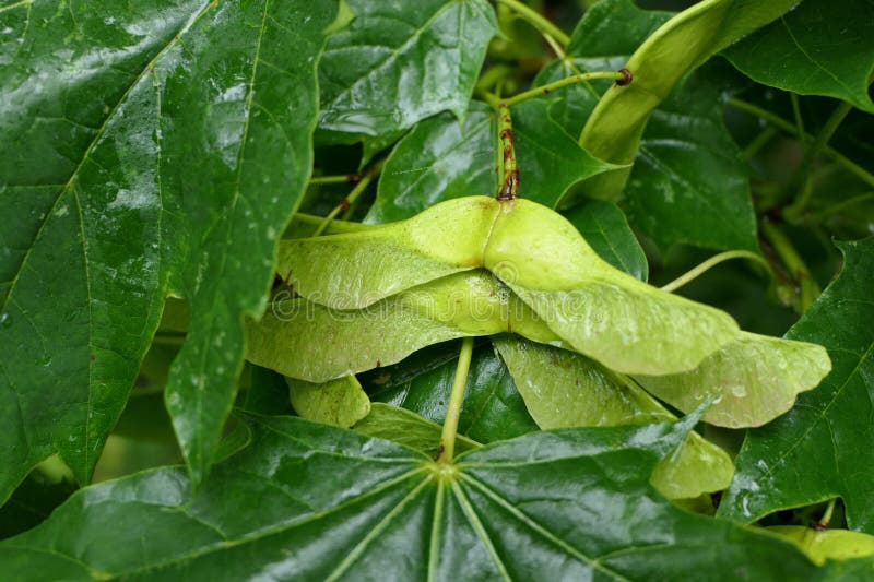 Norway Maple Tree stock photo. Image of seed, leaf, rain - 285521658