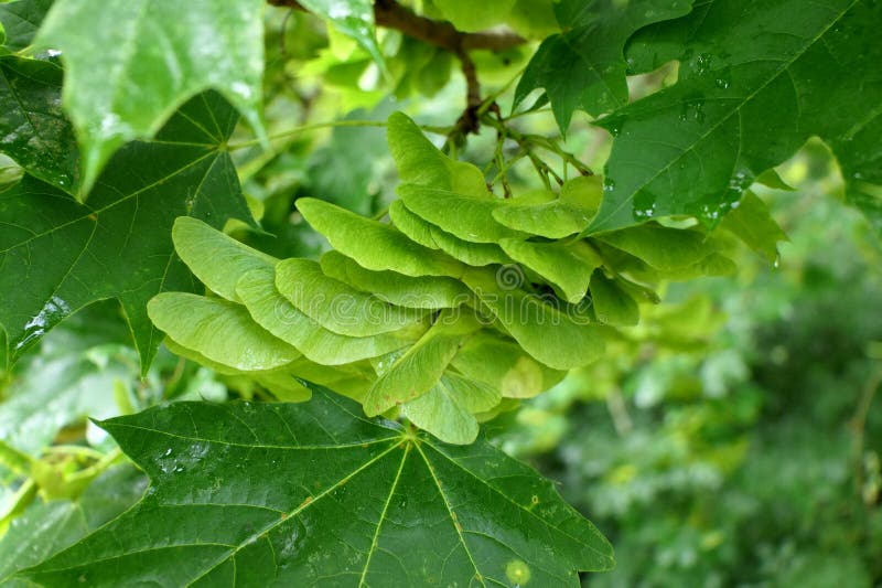 Norway Maple Tree stock image. Image of leaf, green - 285521677