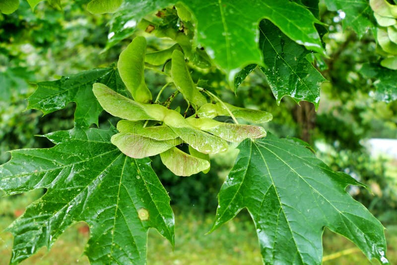 Norway Maple Tree stock photo. Image of park, branch - 285521710
